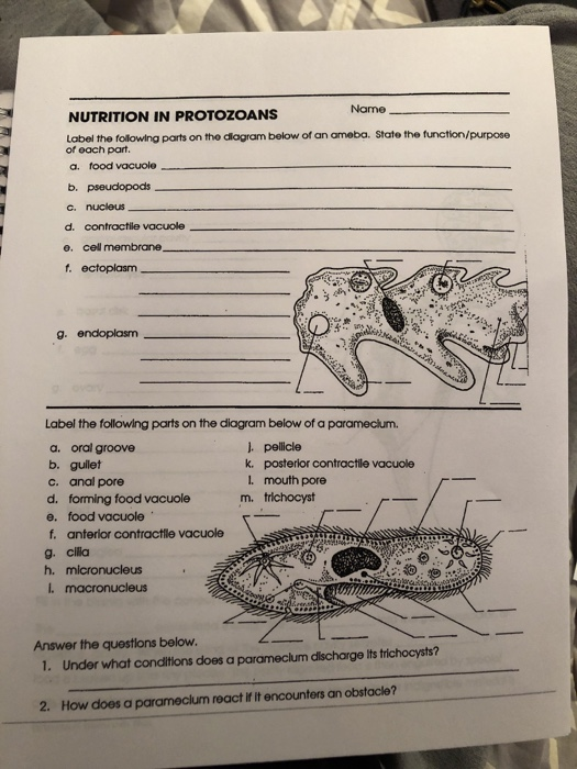 Protozoa Labeled Diagram