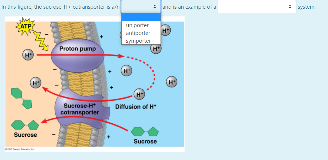 Solved In this figure, the sucrose-H+ cotransporter is a/n | Chegg.com