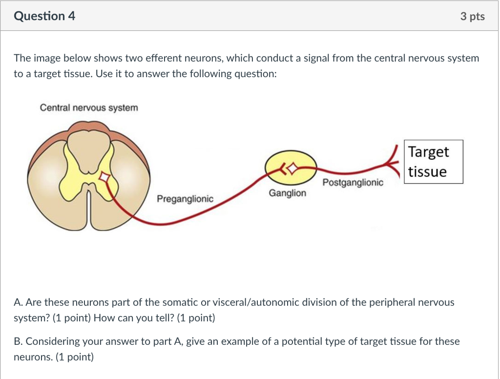 Solved The image below shows two efferent neurons, which | Chegg.com