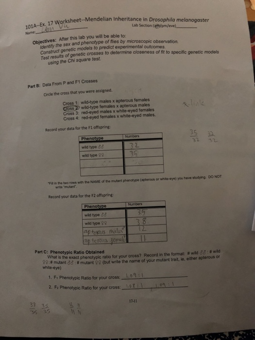 Solved Worksheet--Mendelian Inheritance in Drosophila | Chegg.com
