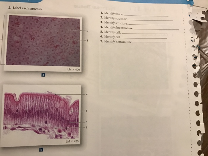 Solved Label each structure. Identify tissue. ______ | Chegg.com