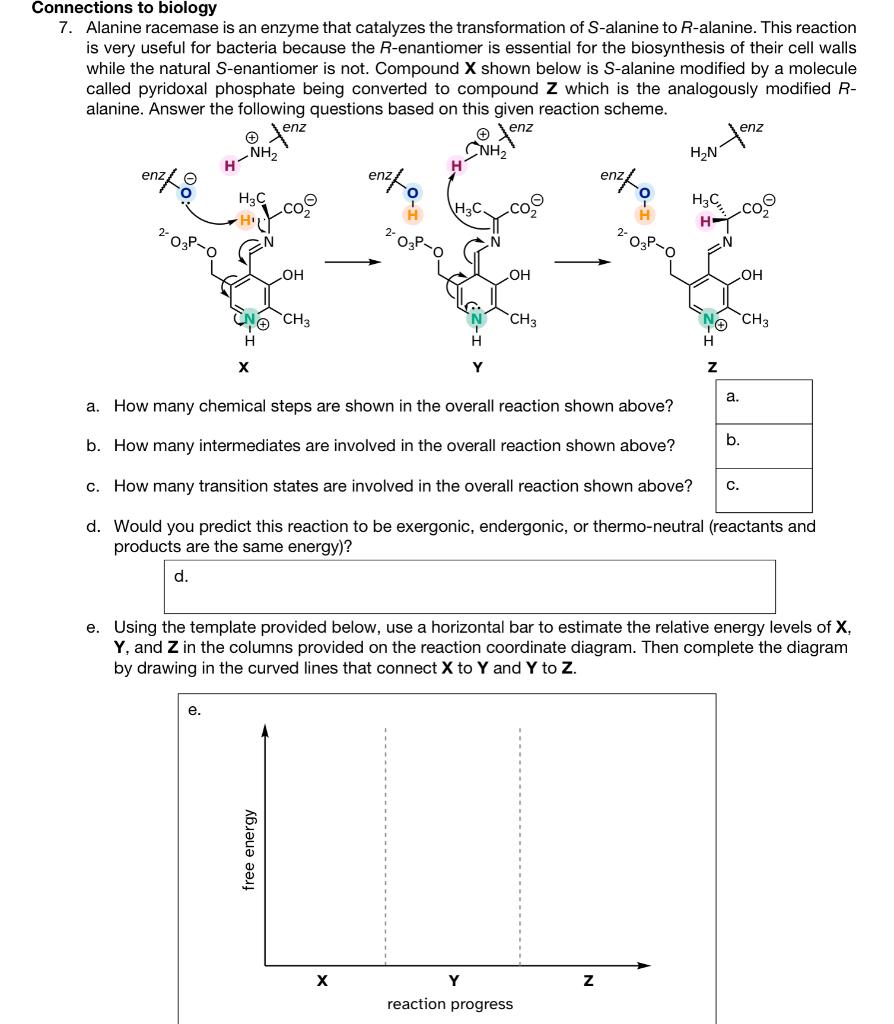 Solved 7. Alanine racemase is an enzyme that catalyzes the | Chegg.com