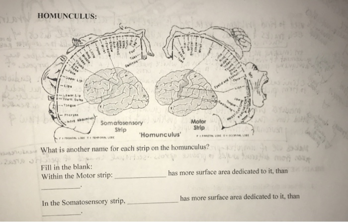 Solved HOMUNCULUS: Lip Mofor Strip Somafosensory Homunculus | Chegg.com