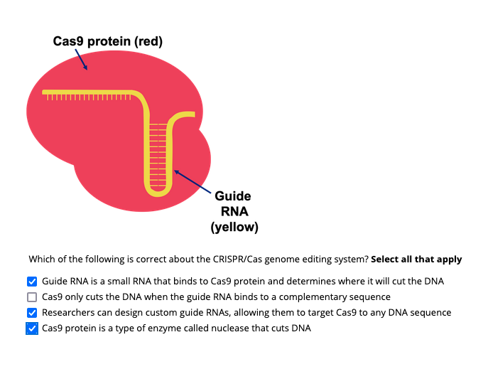 Solved Cas9 protein (red) Guide RNA (yellow) Which of the | Chegg.com