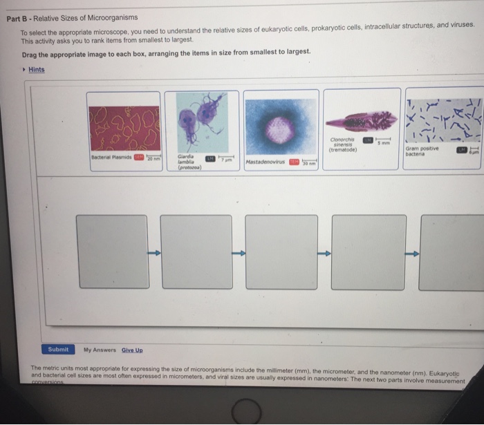 Solved Relative Sizes of Microorganisms To select the | Chegg.com