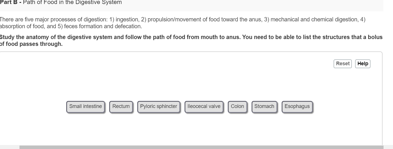 Solved Part B - Path of Food in the Digestive System There | Chegg.com