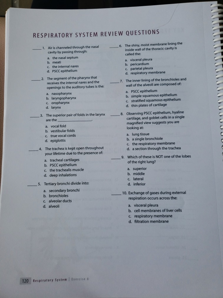 Solved RESPIRATORY SYSTEM REVIEW QUESTIONS 6. The shiny, | Chegg.com