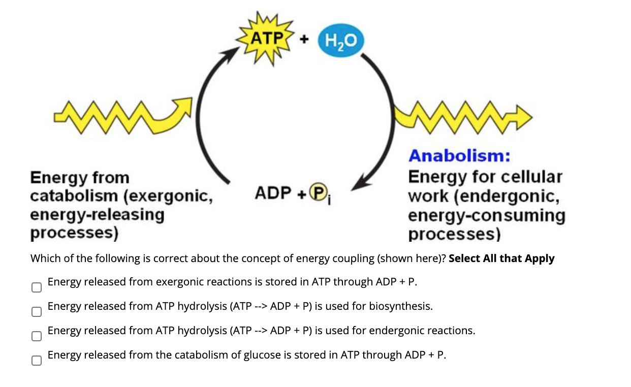 Solved ATP + H2O Anabolism: Energy from Energy for cellular | Chegg.com