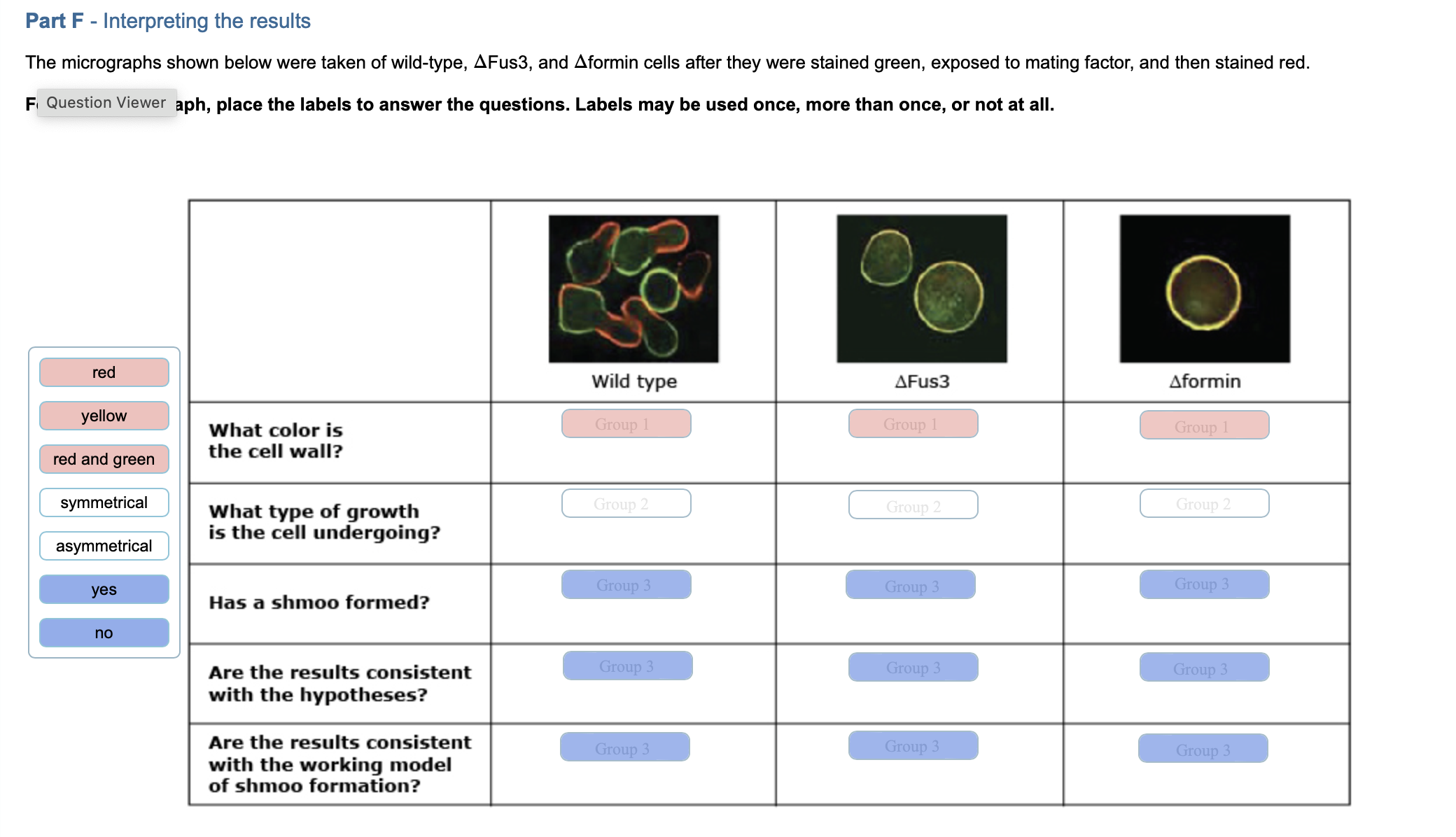 Solved Part F - ﻿Interpreting the resultsThe micrographs | Chegg.com