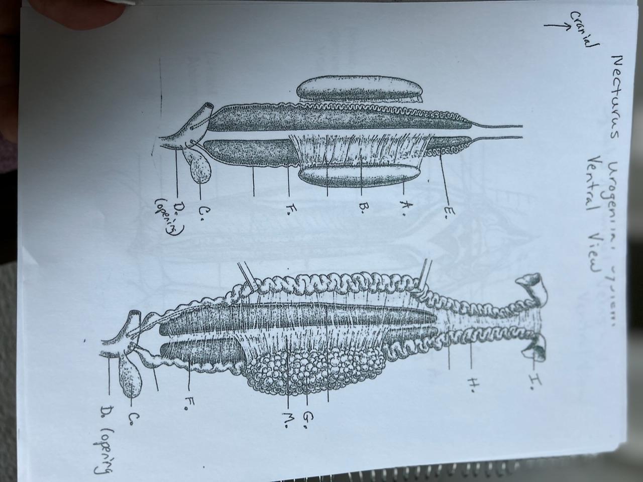 Solved Hi, I really need help labeling the veins and | Chegg.com