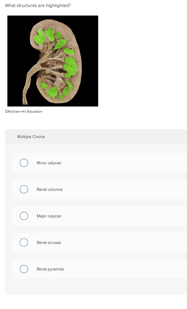 Solved What structures are highlighted? QMcGraw-Hill | Chegg.com