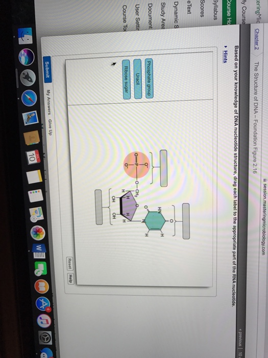 Solved Based on your knowledge of DNA nucleotide structure, | Chegg.com