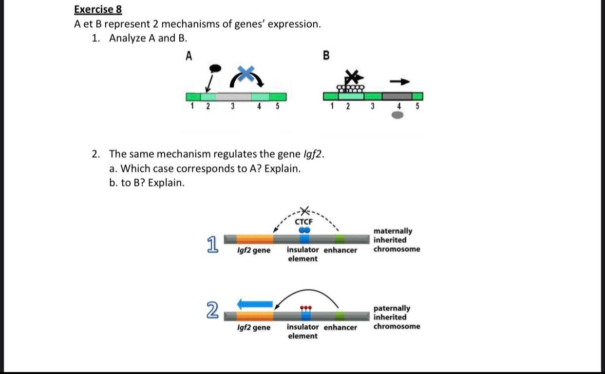 Solved Exercise 8 A et B represent 2 mechanisms of genes' | Chegg.com