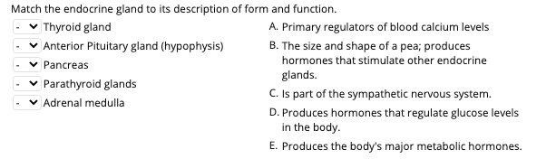 Solved Match the endocrine gland to its description of form | Chegg.com