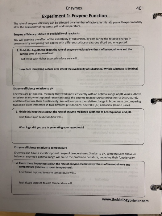 Enzymes 40 Experiment 1: Enzyme Function The rate of | Chegg.com