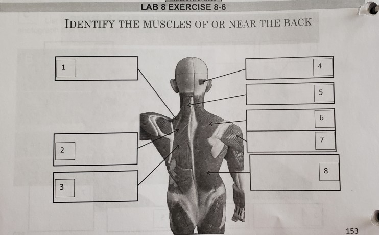 Solved Lab 8 Exercise 8 6 Identify The Muscles Of Or Near 2754