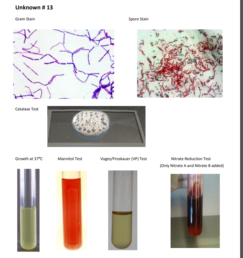 Solved Unknown Numbers: #10, #13 1) Describe each unknown | Chegg.com