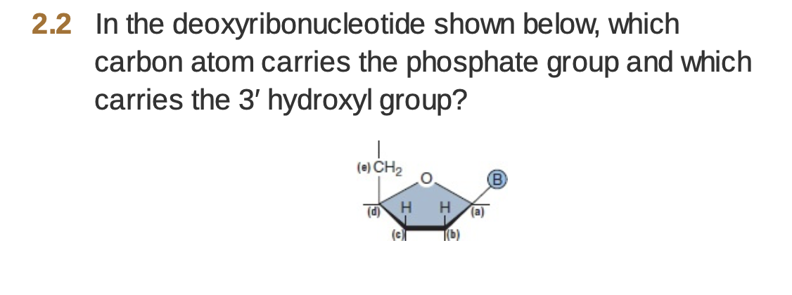 Solved 2 2 In The Deoxyribonucleotide Shown Below Which