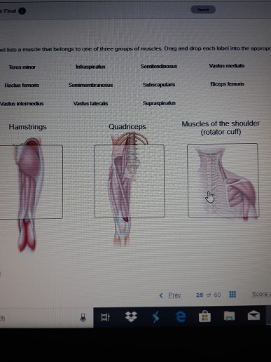 Solved t Final el lists a muscle that belongs to one of | Chegg.com