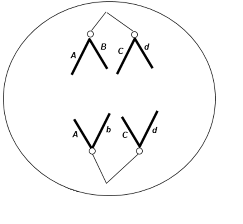 Solved Draw - label genes and all of the alleles the process | Chegg.com