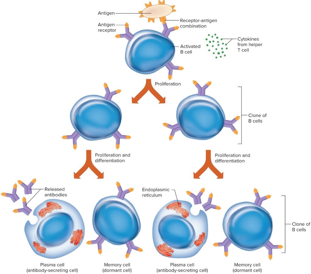Solved Is an antigen-presenting cell required for the B cell | Chegg.com