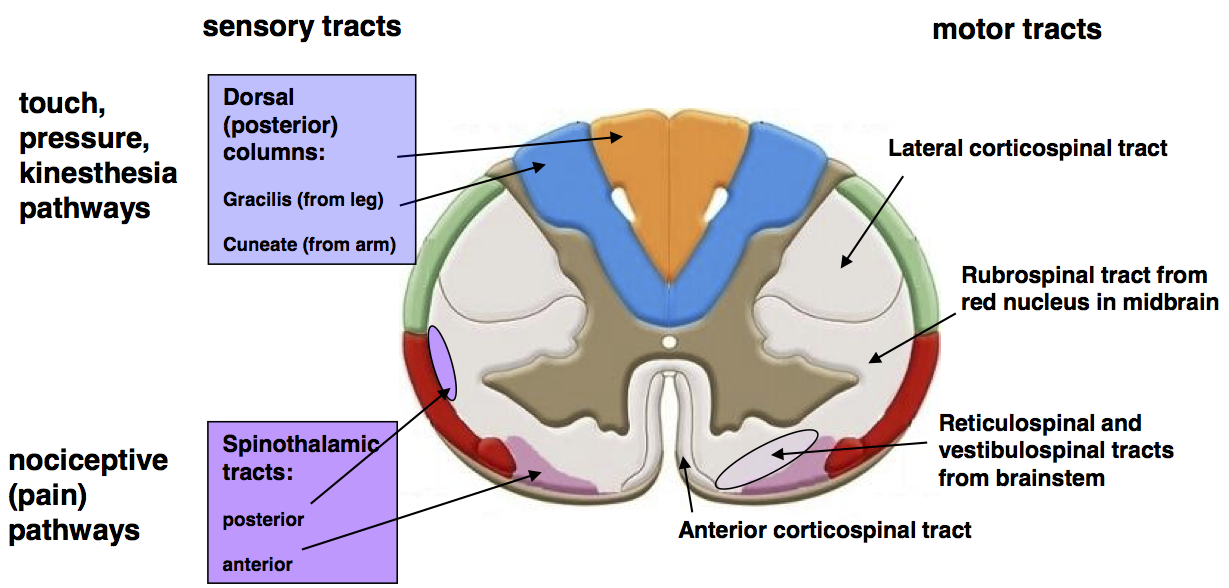 Lateral Corticospinal Tract Pathway
