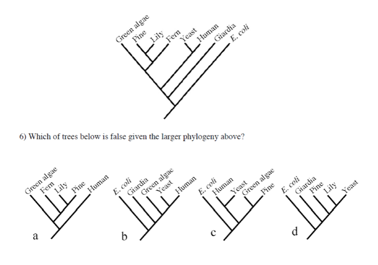 Solved 6) Which of trees below is false given the larger | Chegg.com