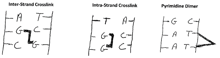 Solved Below is shown three different types of DNA | Chegg.com