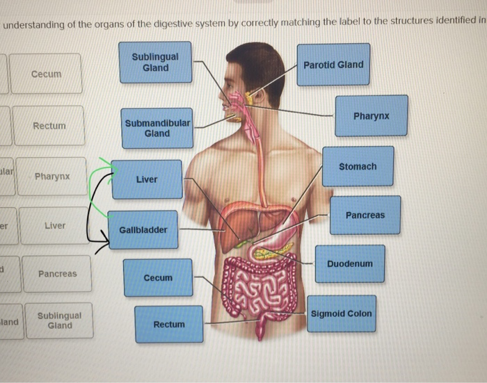 Solved Understanding Of The Organs Of The Digestive System Chegg