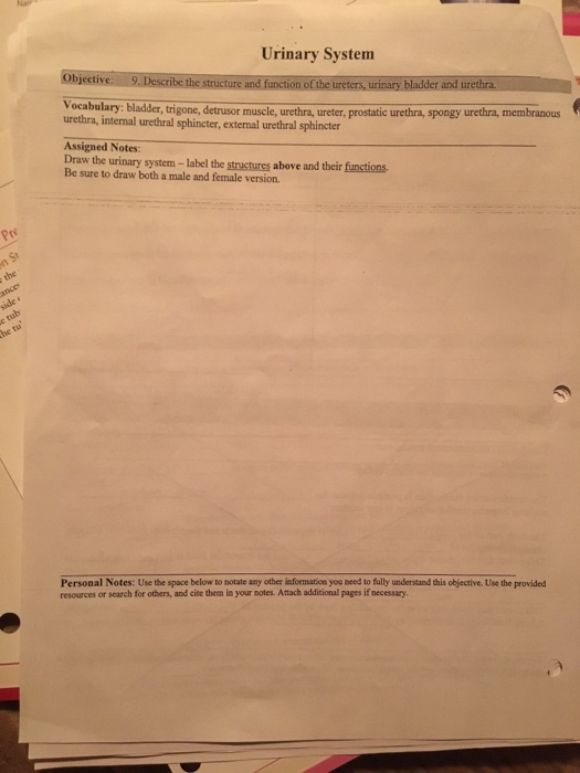 Solved Urinary System Vocabulary: bladder, trigone, detrusor | Chegg.com