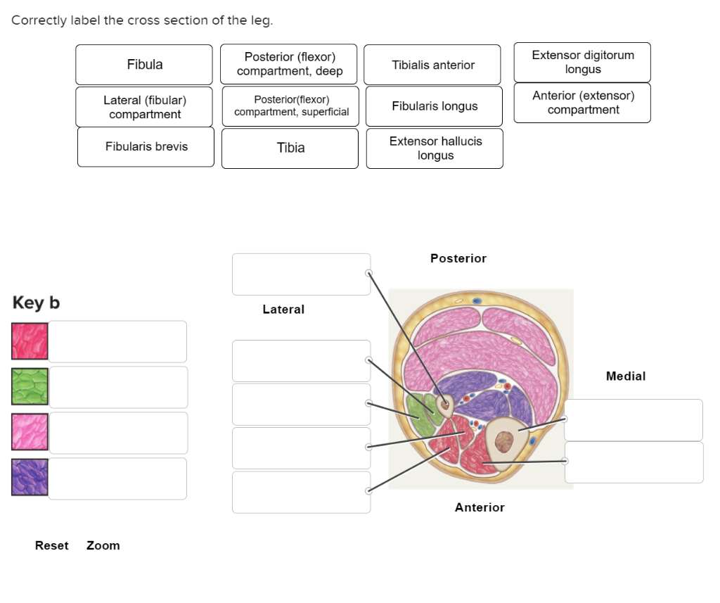 Solved Correctly label the cross section of the leg. Fibula | Chegg.com