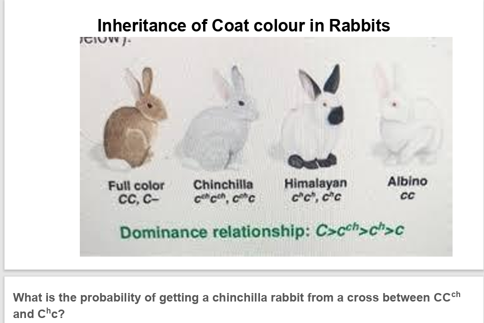 Solved Inheritance of Coat colour in Rabbits π Dominance | Chegg.com