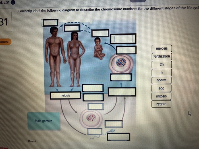 Solved LEG1 Correctly label the following diagram to | Chegg.com