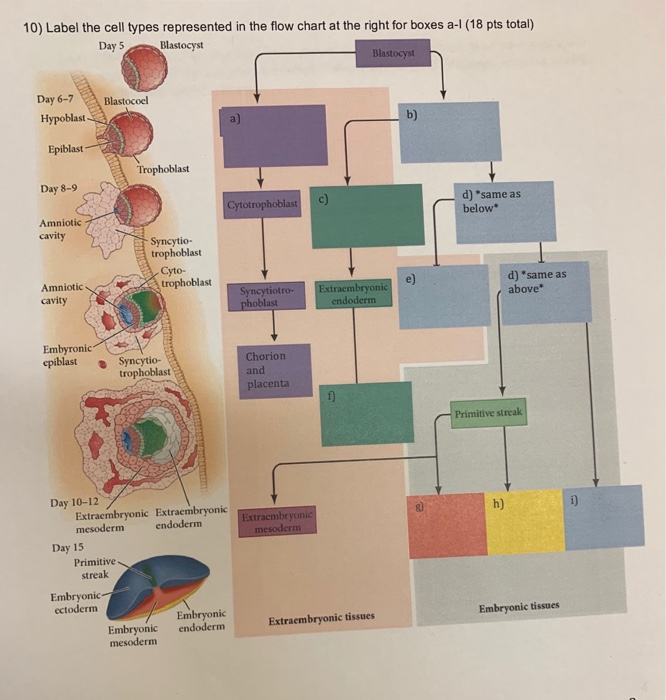 Solved 10) Label the cell types represented in the flow | Chegg.com