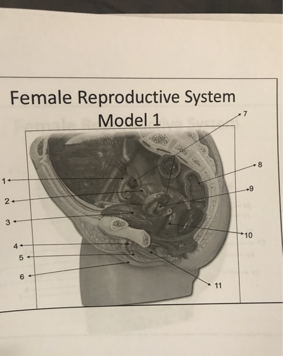 Solved Female Reproductive System Model 1 7 9 2 10 4 5 6 | Chegg.com