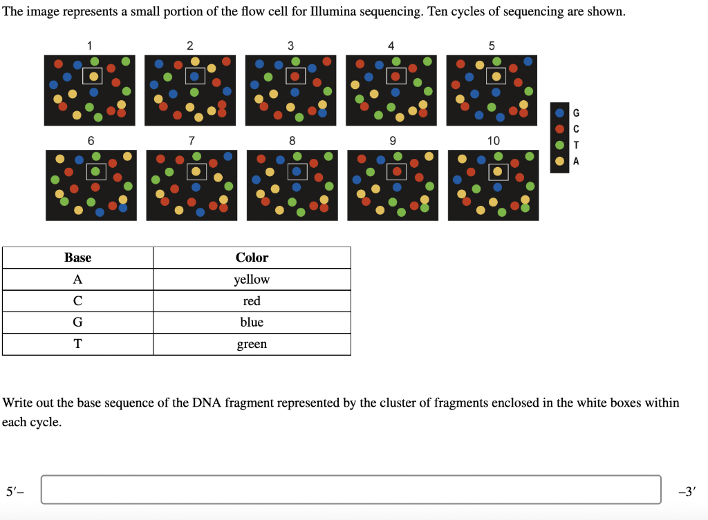 Solved The image represents a small portion of the flow cell | Chegg.com