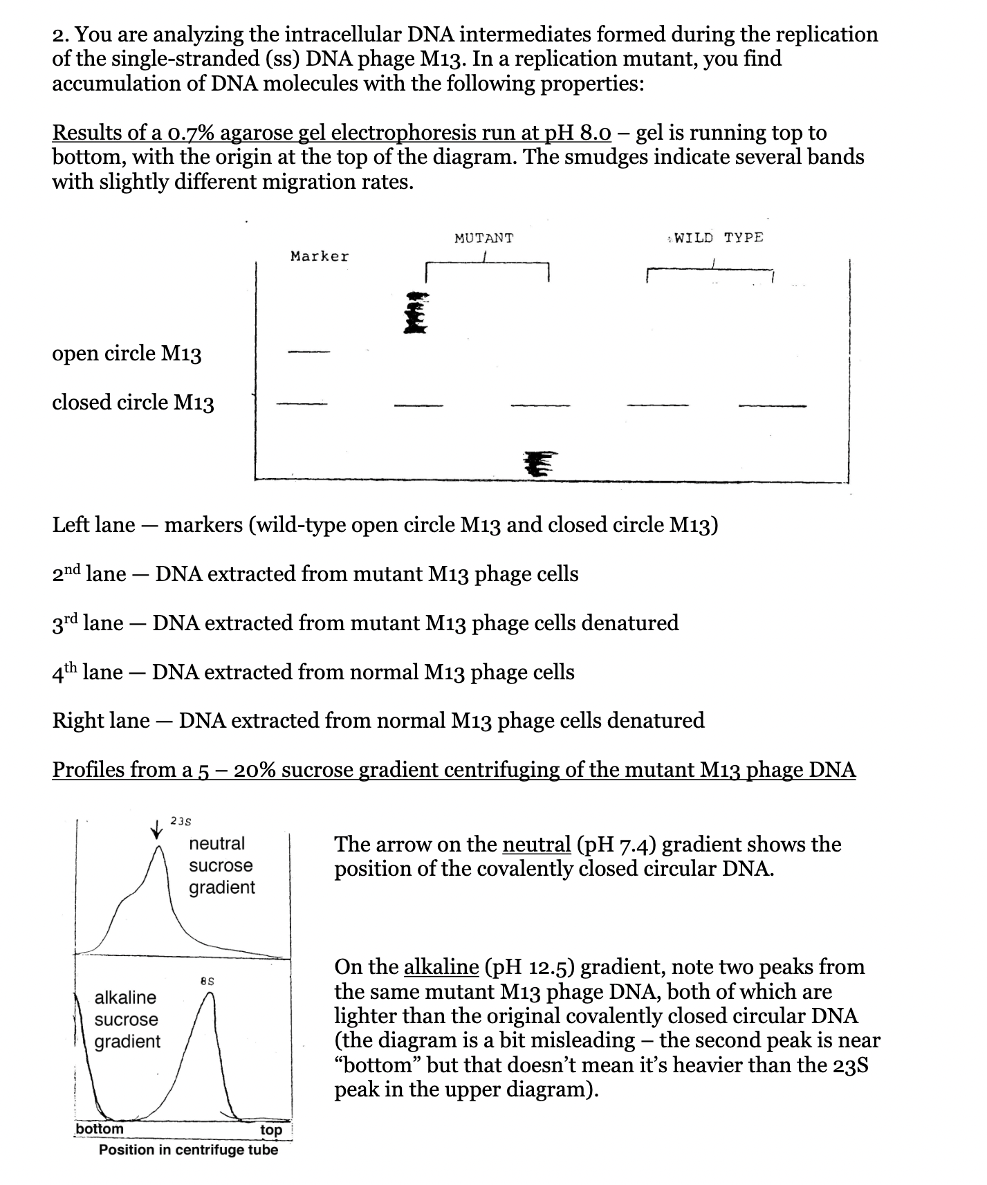 Solved You are analyzing the intracellular DNA intermediates | Chegg.com