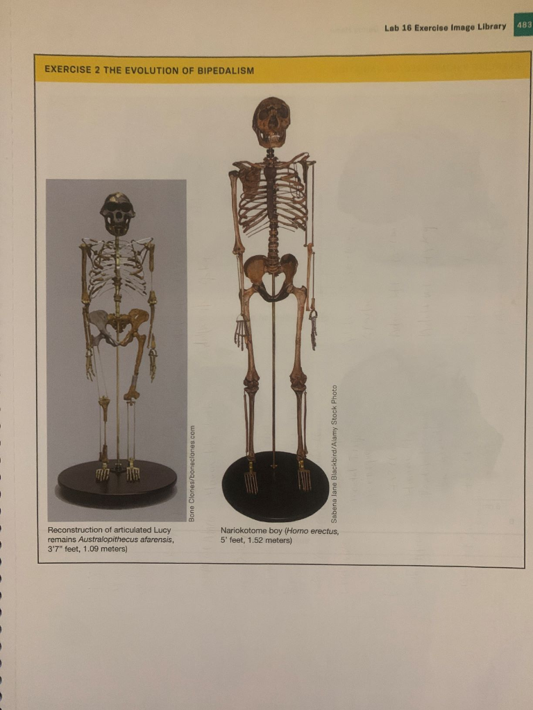 EXERCISE 2 THE EVOLUTION OF BIPEDALISM Work in a | Chegg.com
