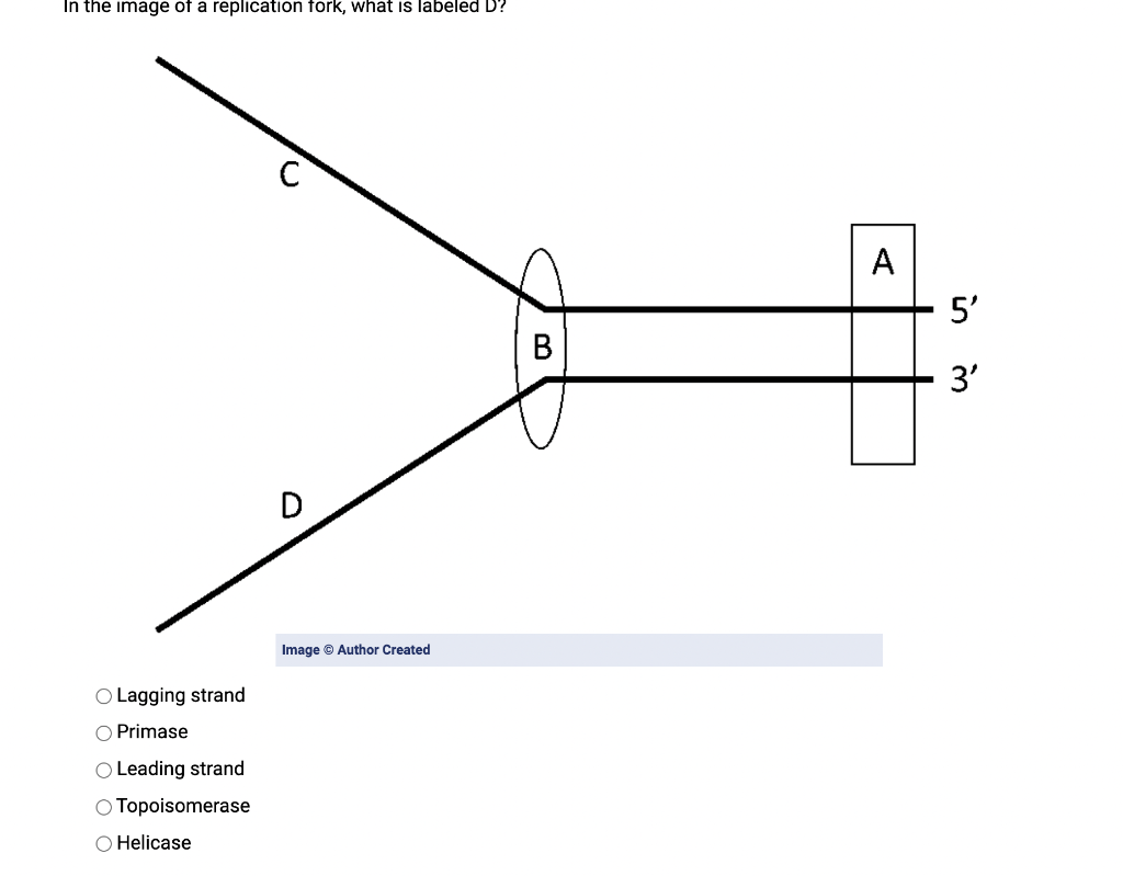 Solved In the image of a replication fork, what is labeled | Chegg.com