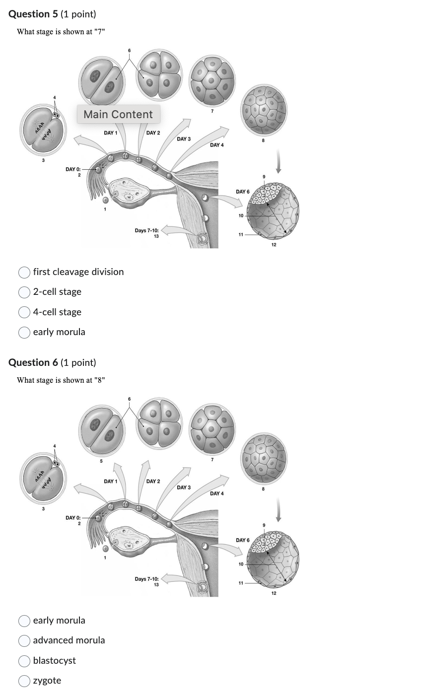 Solved Question 5 (1 point) What stage is shown at "7" first | Chegg.com
