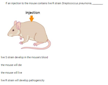 Solved If an injection to the mouse contains live R strain | Chegg.com
