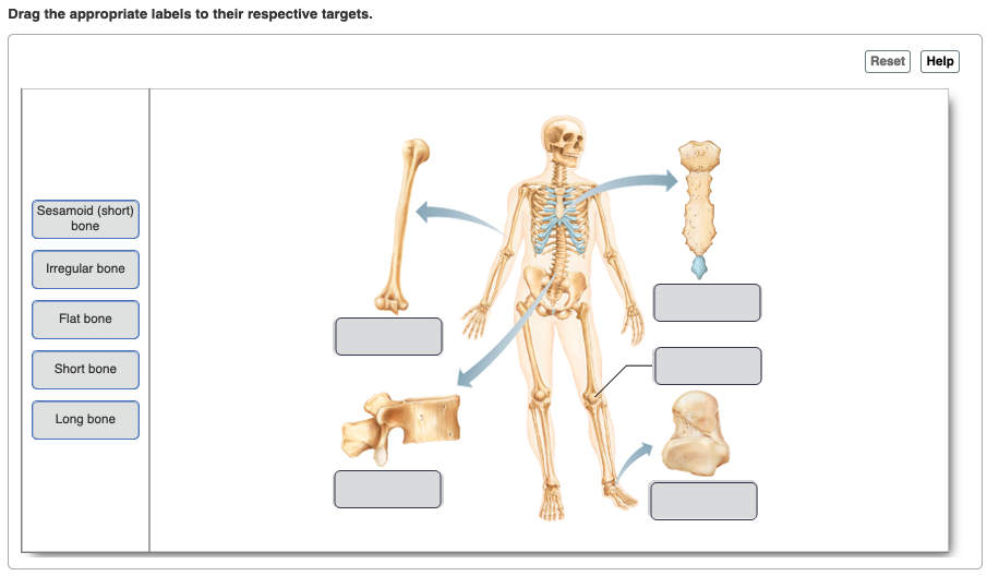 Solved Drag the appropriate labels to their respective | Chegg.com