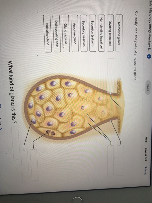 Solved ulz: Histology Integumentary s... Help Save & Exit | Chegg.com