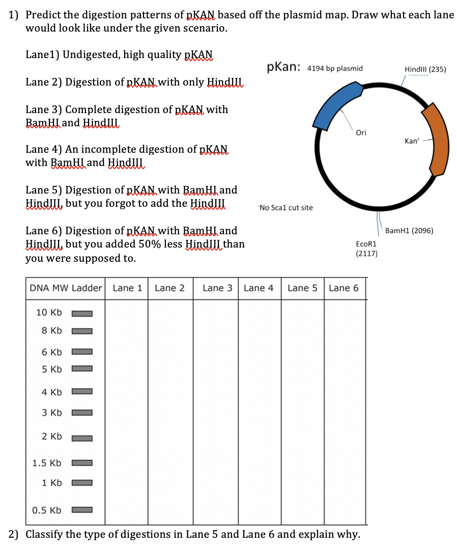 Solved 1) Predict the digestion patterns of PKAN based off | Chegg.com