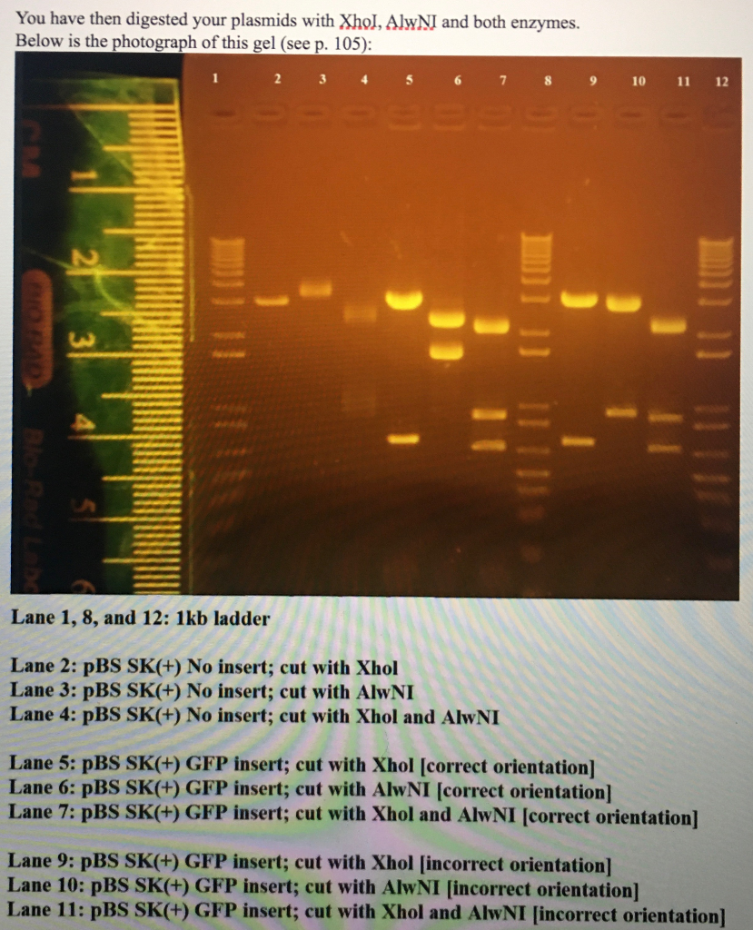 Solved why did you digest the plasmid with AlwNI? What is | Chegg.com