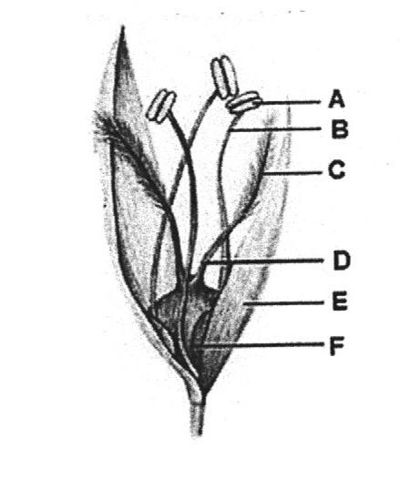 Solved . Using the following diagram of one floret, label | Chegg.com