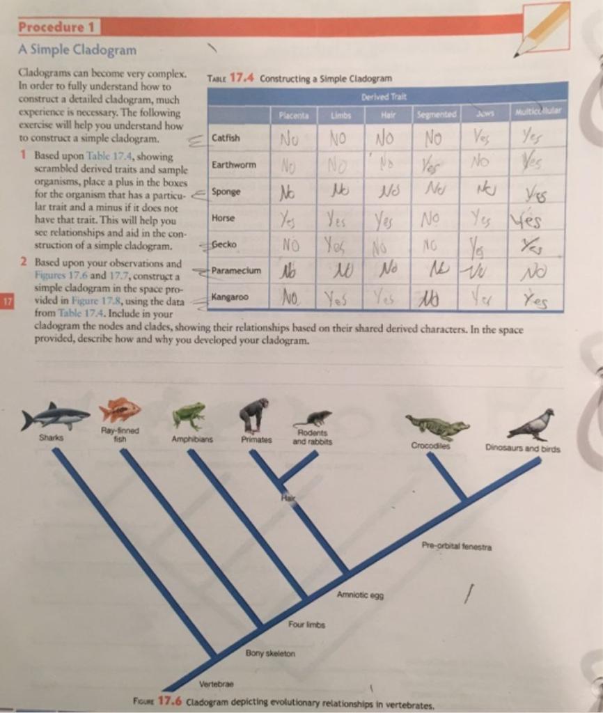 Procedure 1 A Simple Cladogram Cladograms can become | Chegg.com