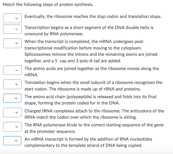 Solved Match the following steps of protein synthesis. | Chegg.com