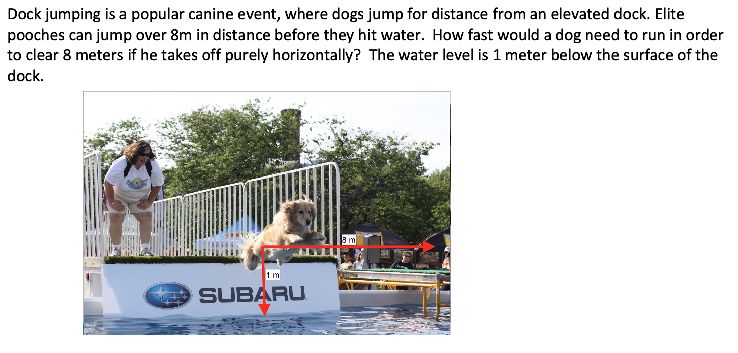 Solved It is not clear how much dogs know about physics. It | Chegg.com