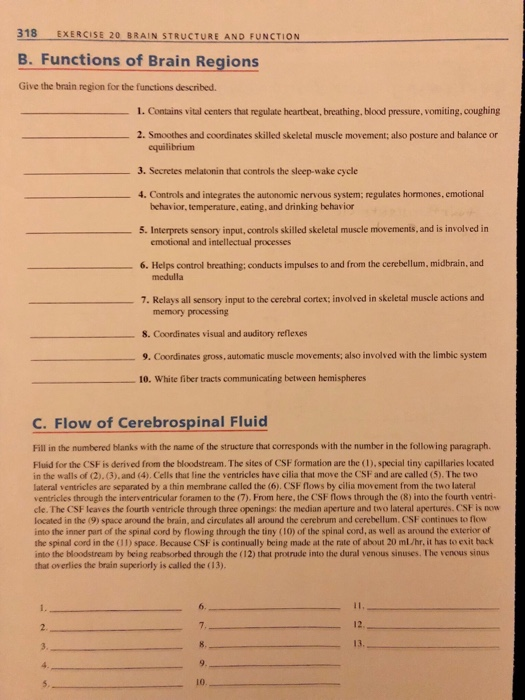Solved A. Organization of Nervous System Fill in the blanks | Chegg.com